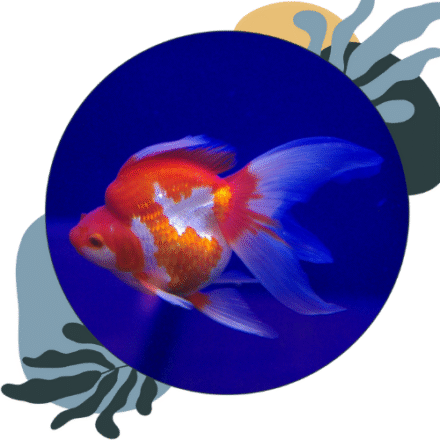 How to look after fancy goldfish - OATA - The Ornamental Aquatic Trade ...