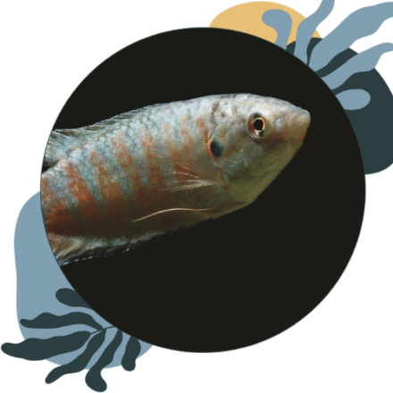 How to look after gouramis and paradise fish - OATA - The Ornamental ...